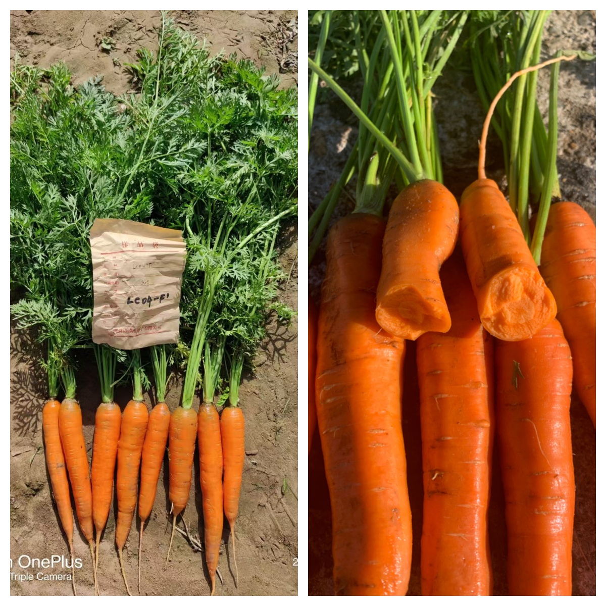 Carrot - 我的网站